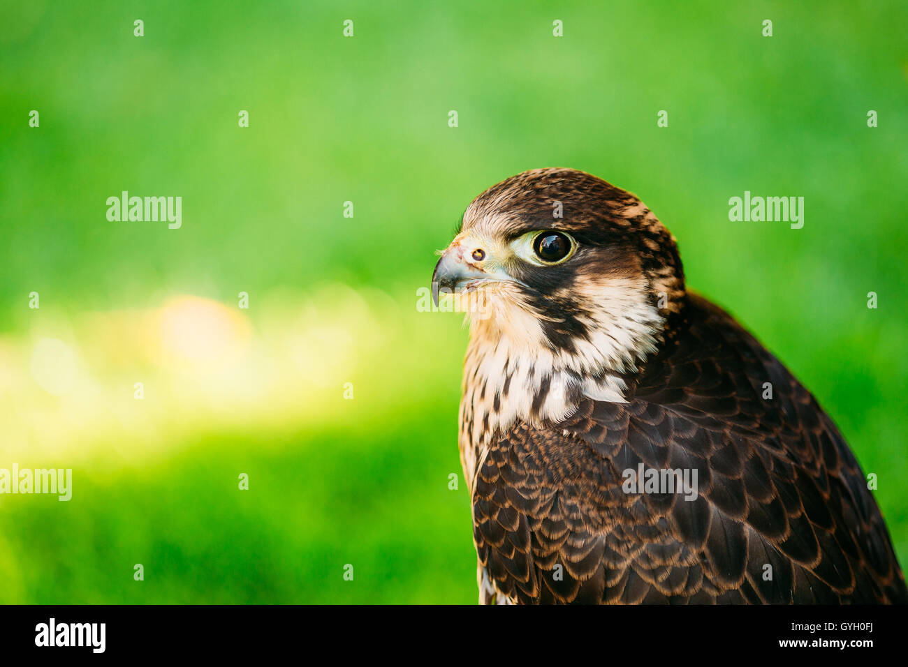 The peregrine falcon (Falco peregrinus), also known as the peregrine ...