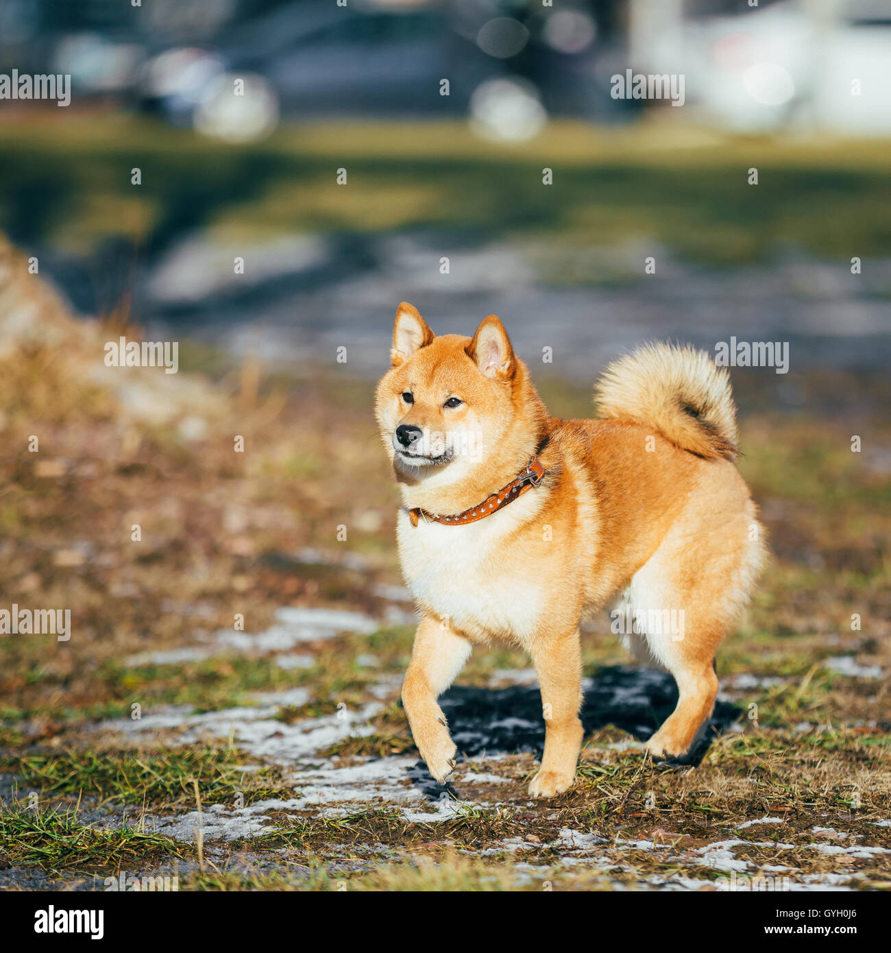 Beautiful Young Red Shiba Inu Puppy Dog Staying Outdoor In Spring Stock ...
