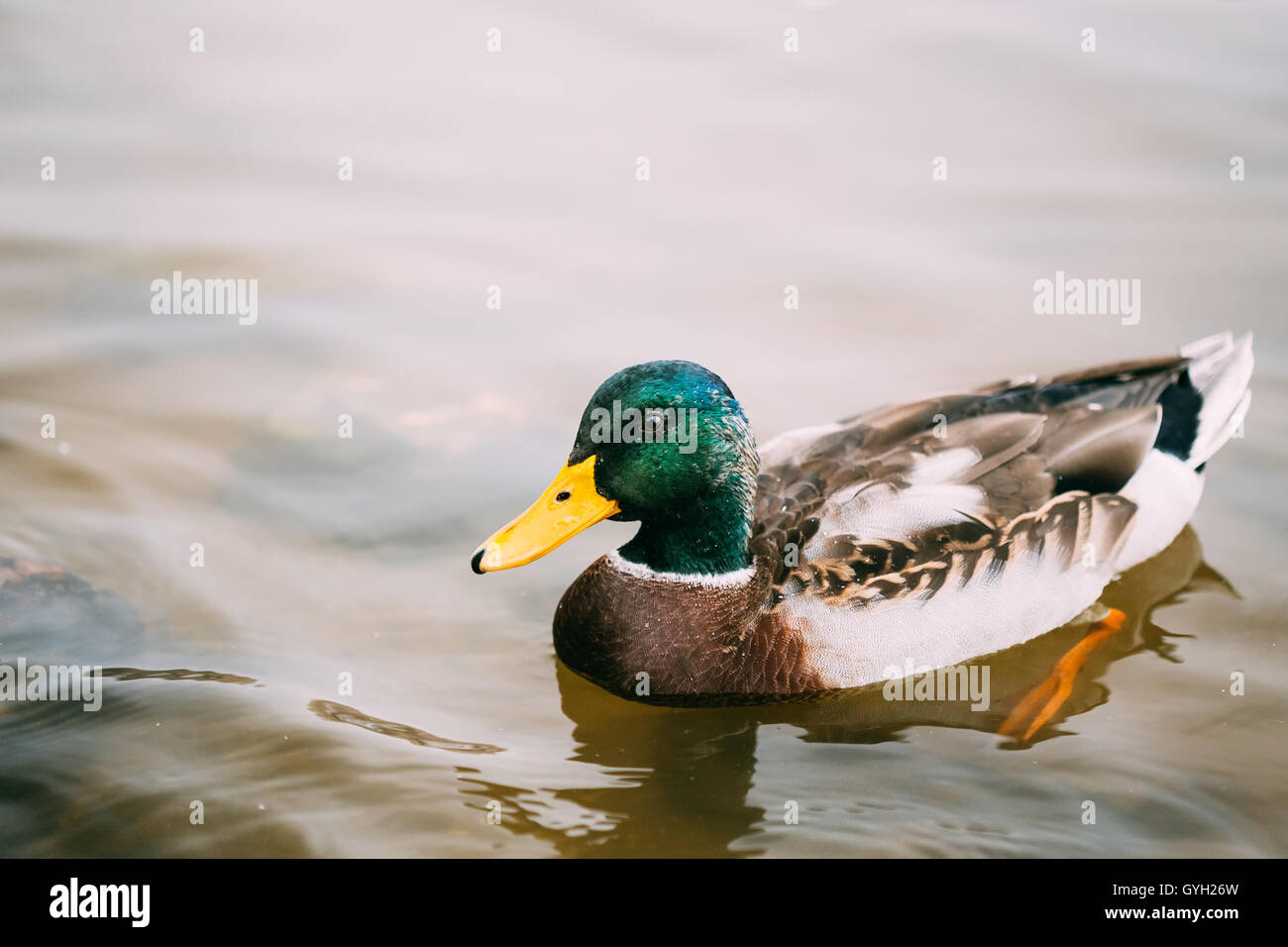 Wild duck swimming in river. European fauna Stock Photo - Alamy