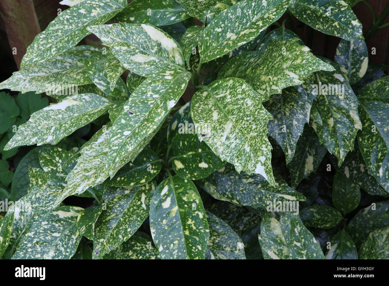 Lorrel the plant - Variegated leaves Stock Photo - Alamy