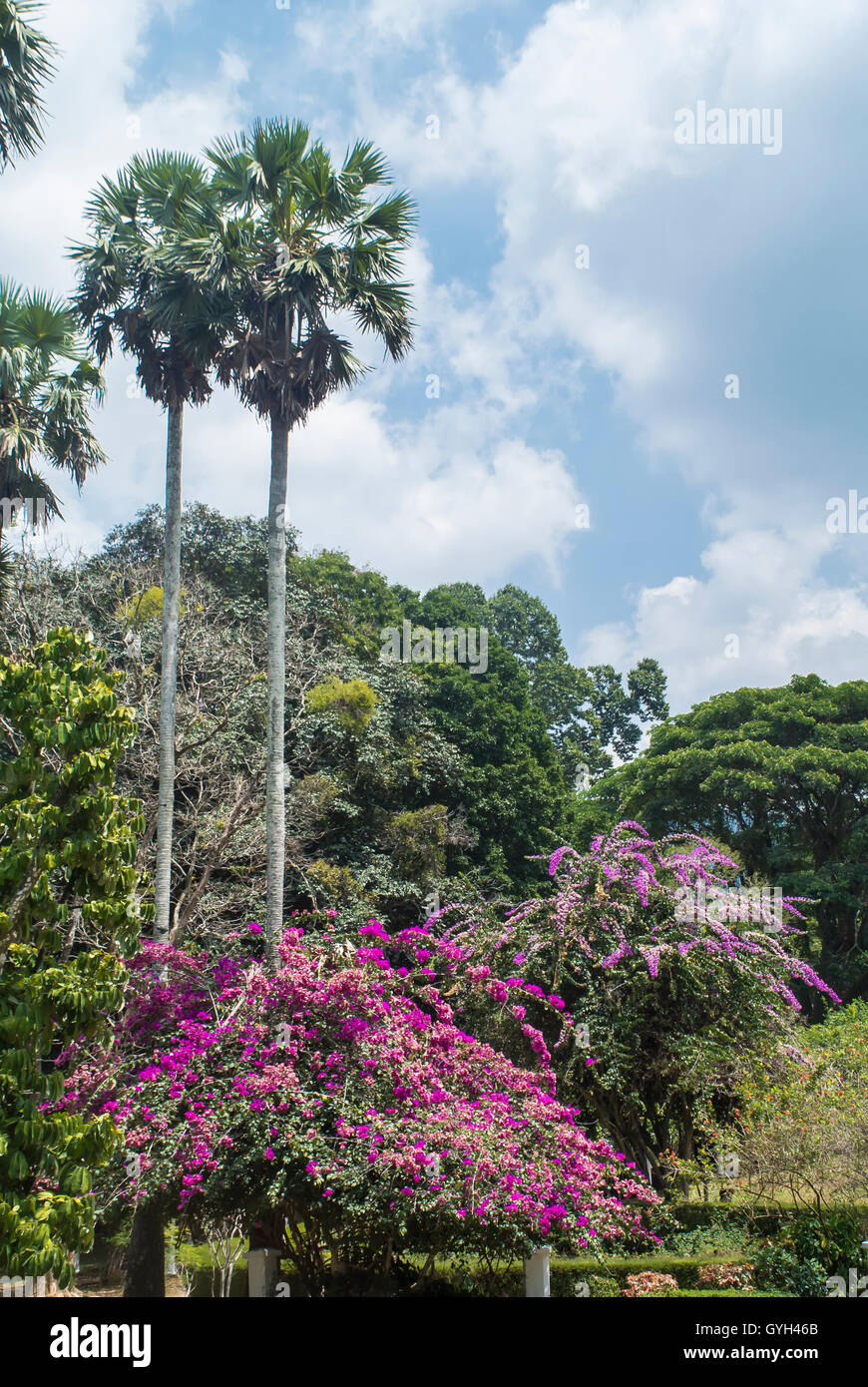 Royal Botanical Garden, Kandy, Sri Lanka Stock Photo - Alamy
