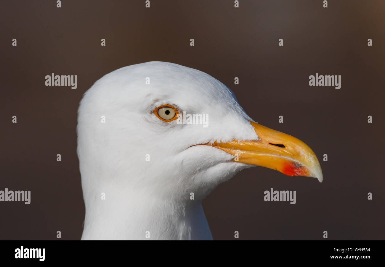 Gull close up head shot hi-res stock photography and images - Alamy