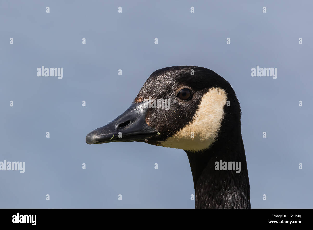 Headshot eye hi-res stock photography and images - Alamy