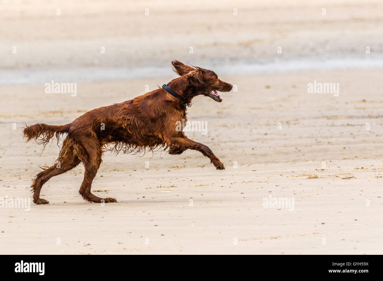 Red setter hi-res stock photography and images - Alamy
