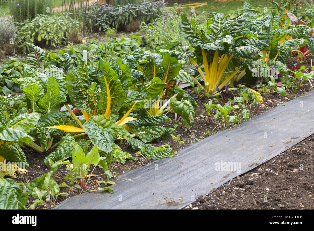 Traditional allotment Vegetables plot Stock Photo - Alamy