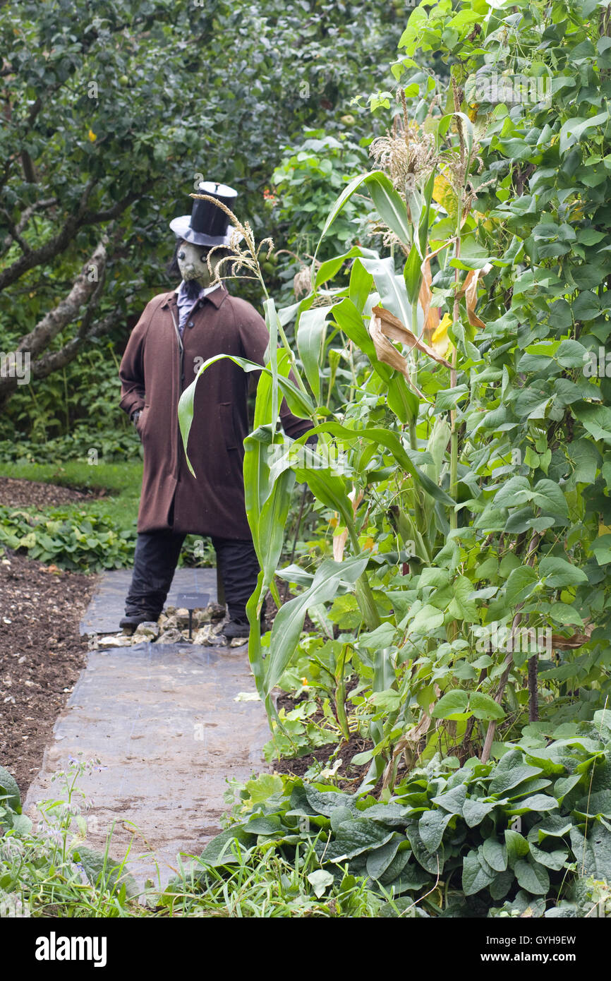 Traditional allotment Vegetables plot Stock Photo - Alamy