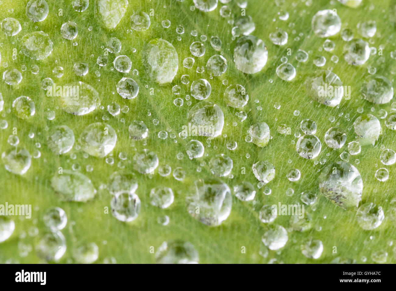Green leaf with water droplet, close-up and selective focus Stock Photo ...