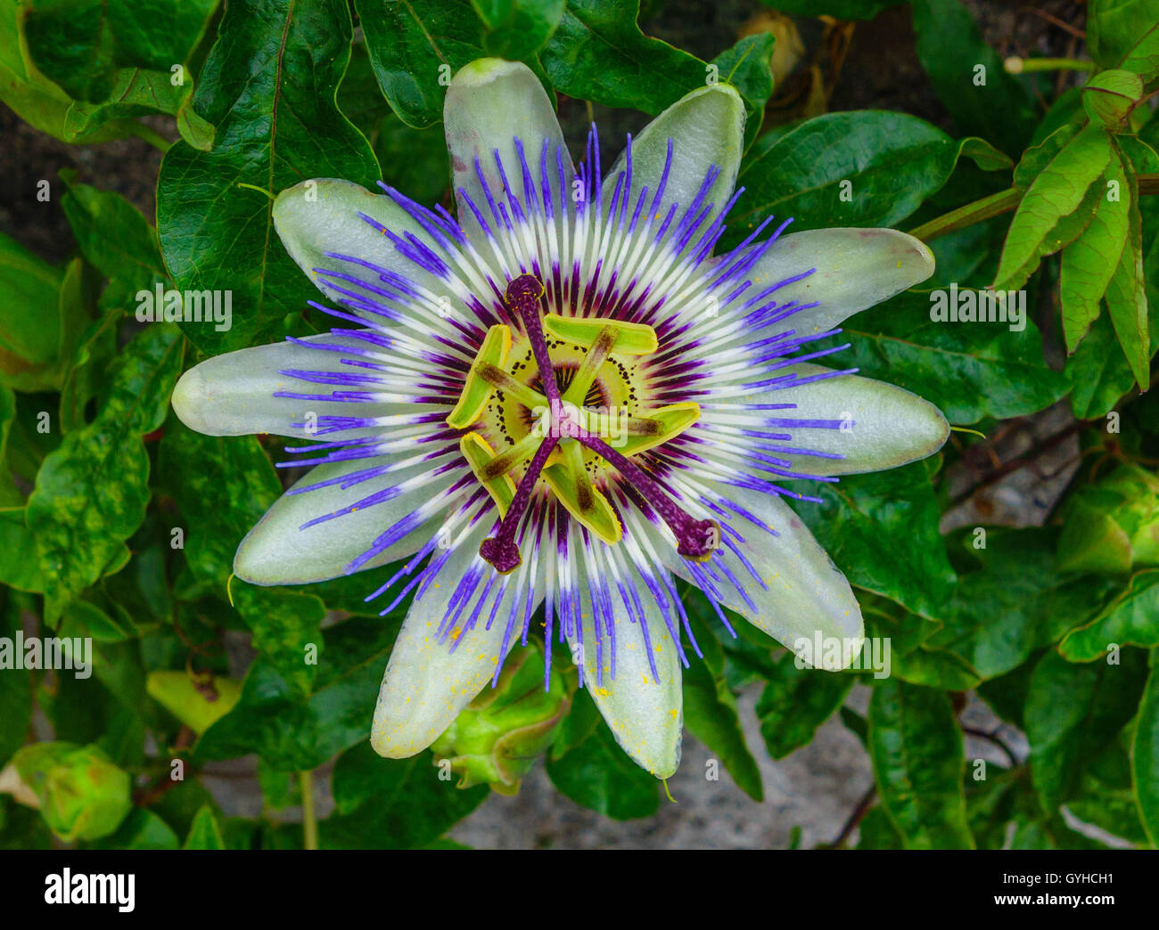Passion flower bloom hi-res stock photography and images - Alamy