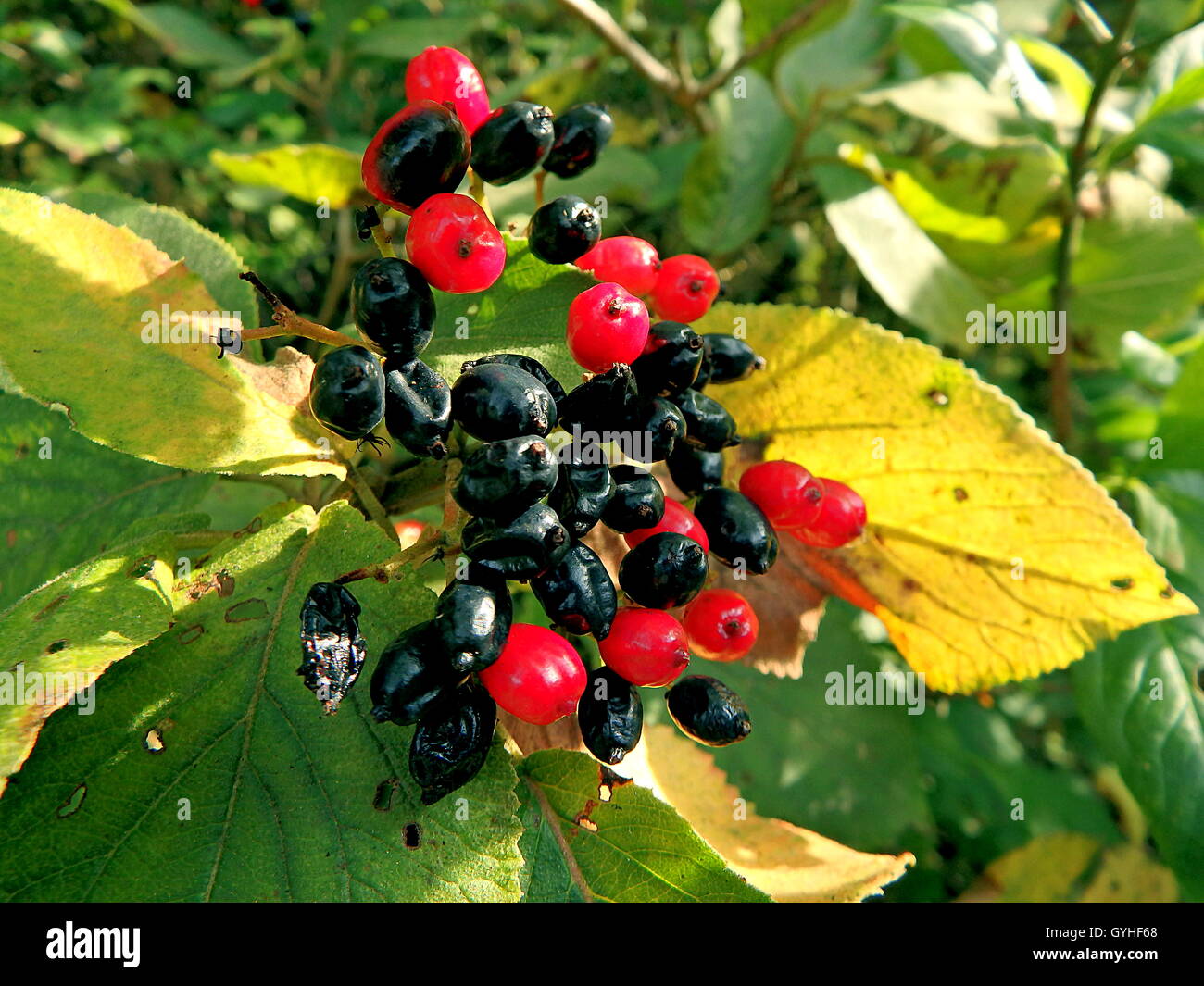 Black and red berries Viburnum lantana Stock Photo - Alamy