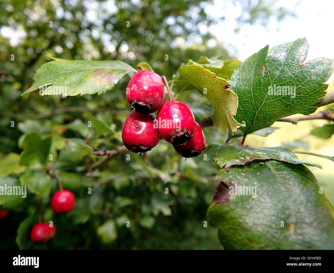 hawthorn, whitethorn, thorn, maybush Stock Photo - Alamy