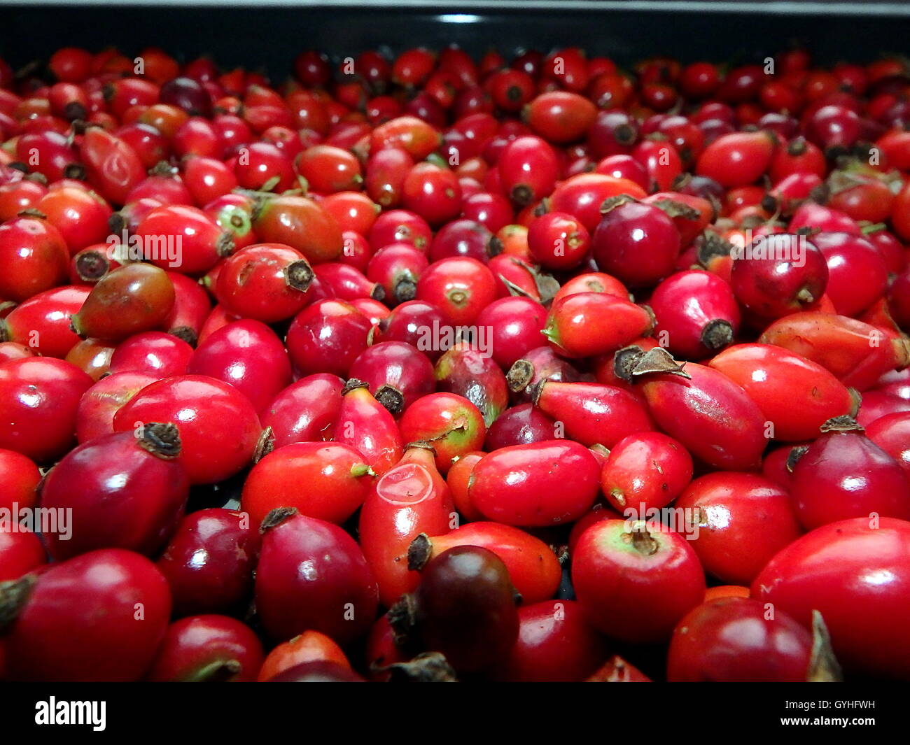 Rose Hips ,background rose hips Stock Photo - Alamy