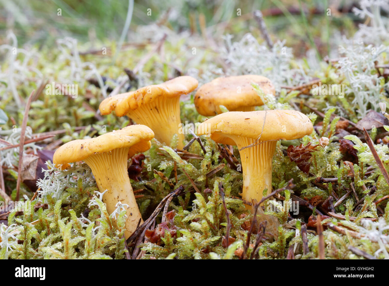 Chantarelles fungi hi-res stock photography and images - Alamy