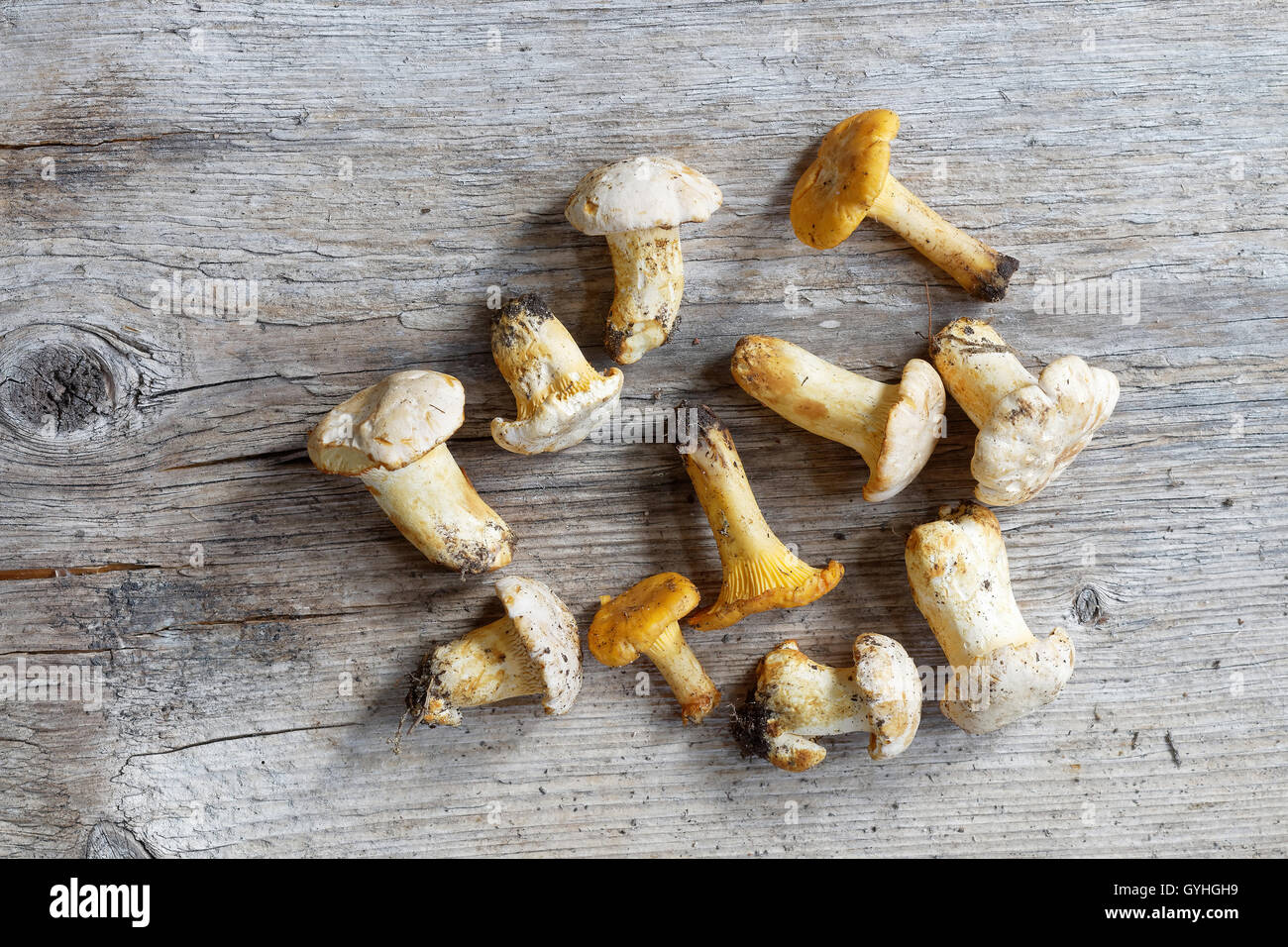 Chantarelles fungi hi-res stock photography and images - Alamy