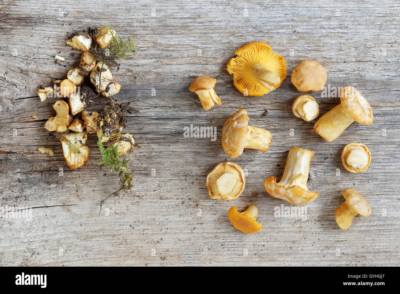 Group of chanterelles mushroom on a wooden gray plank and moss Stock ...