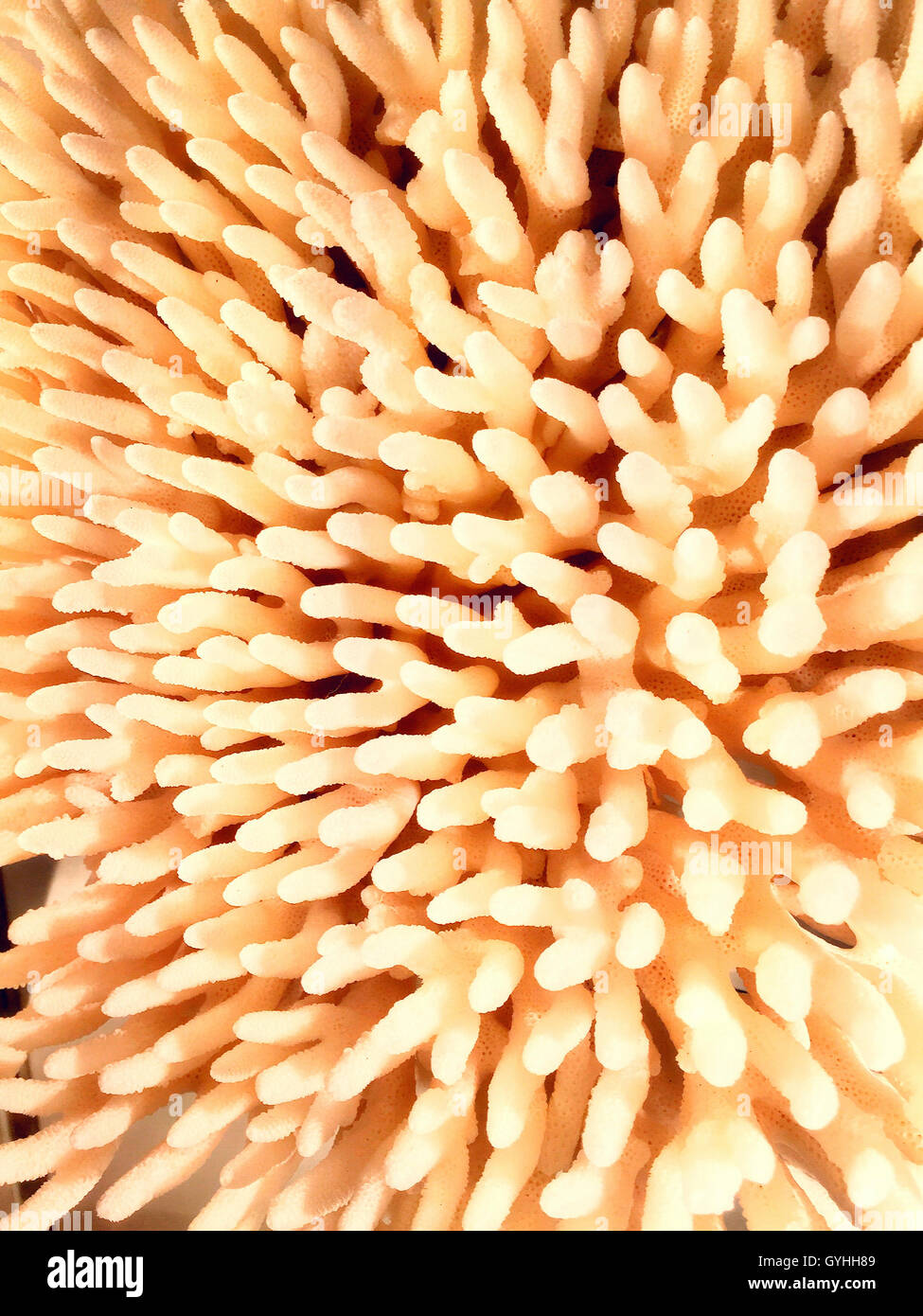 Close Up of Coral Stock Photo - Alamy