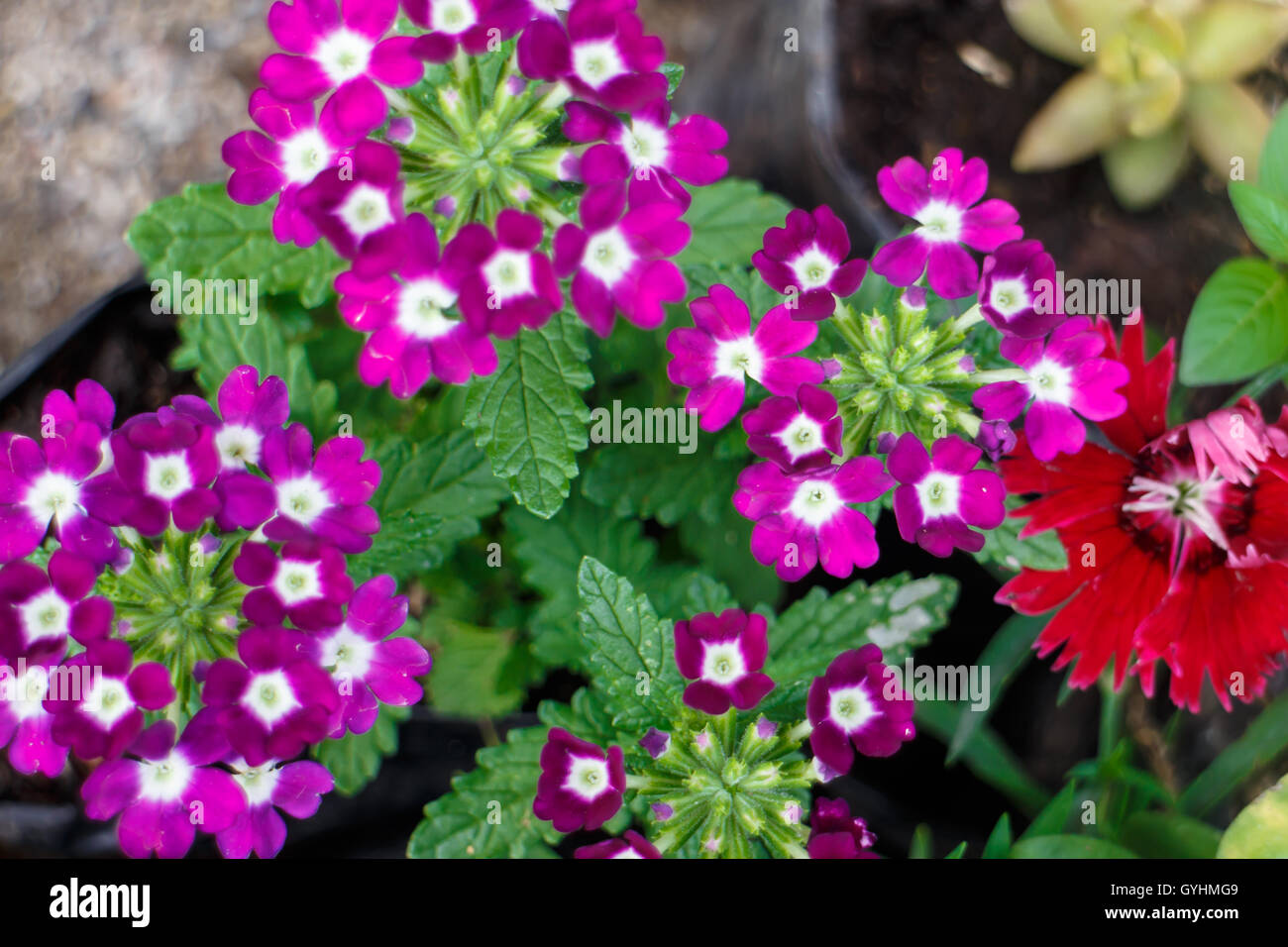small colorfull flowers Stock Photo - Alamy