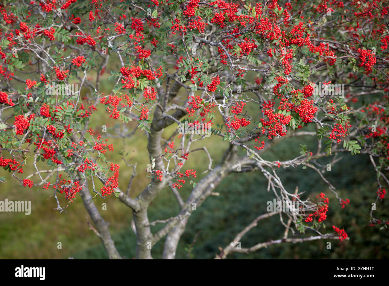 Bright red berries on a Mountain Ash Rowan tree in early Autumn on the ...
