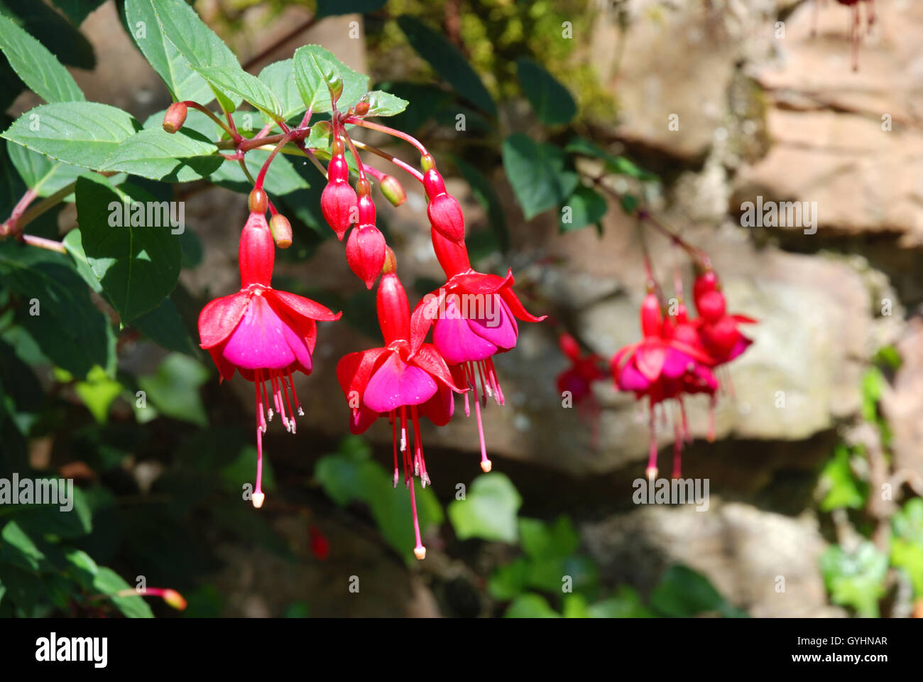 Fucsia hi-res stock photography and images - Alamy