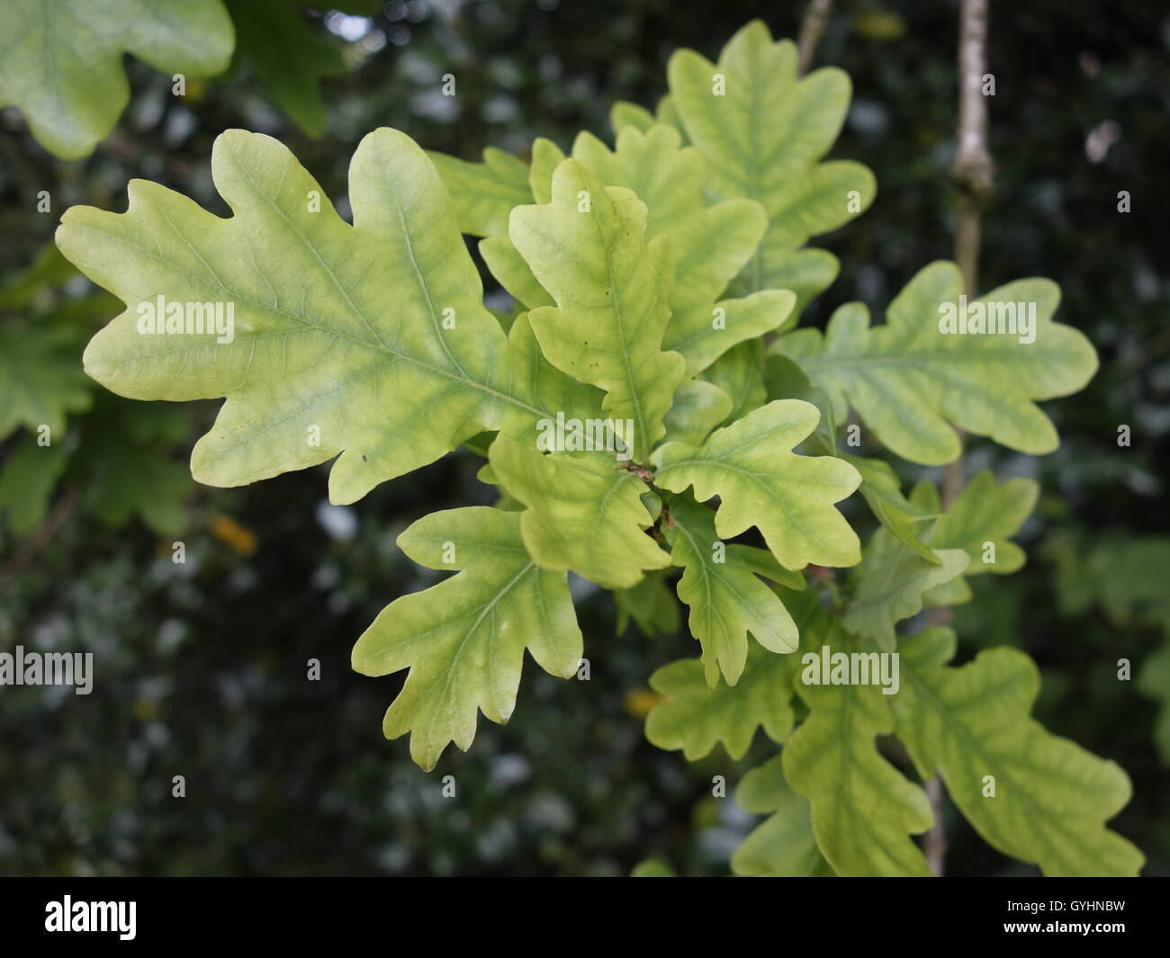 Leaves in summer time Stock Photo - Alamy