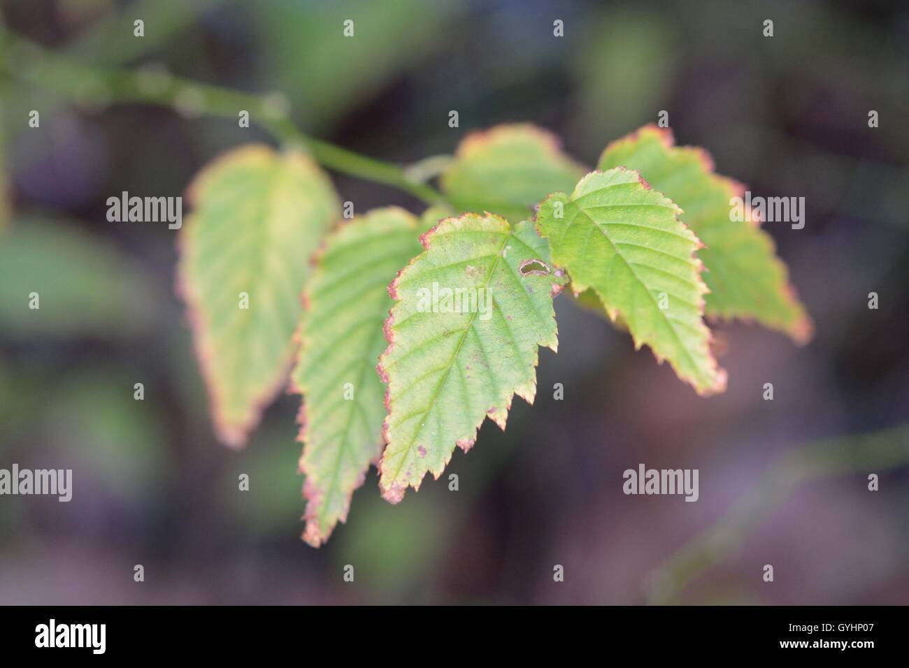 Leaves in summer time Stock Photo - Alamy