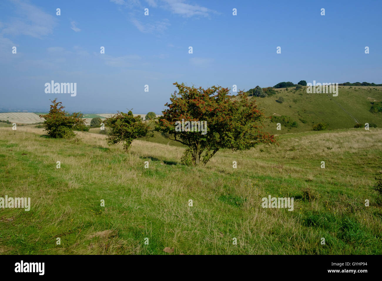 Rolling countryside with bushes Stock Photo - Alamy