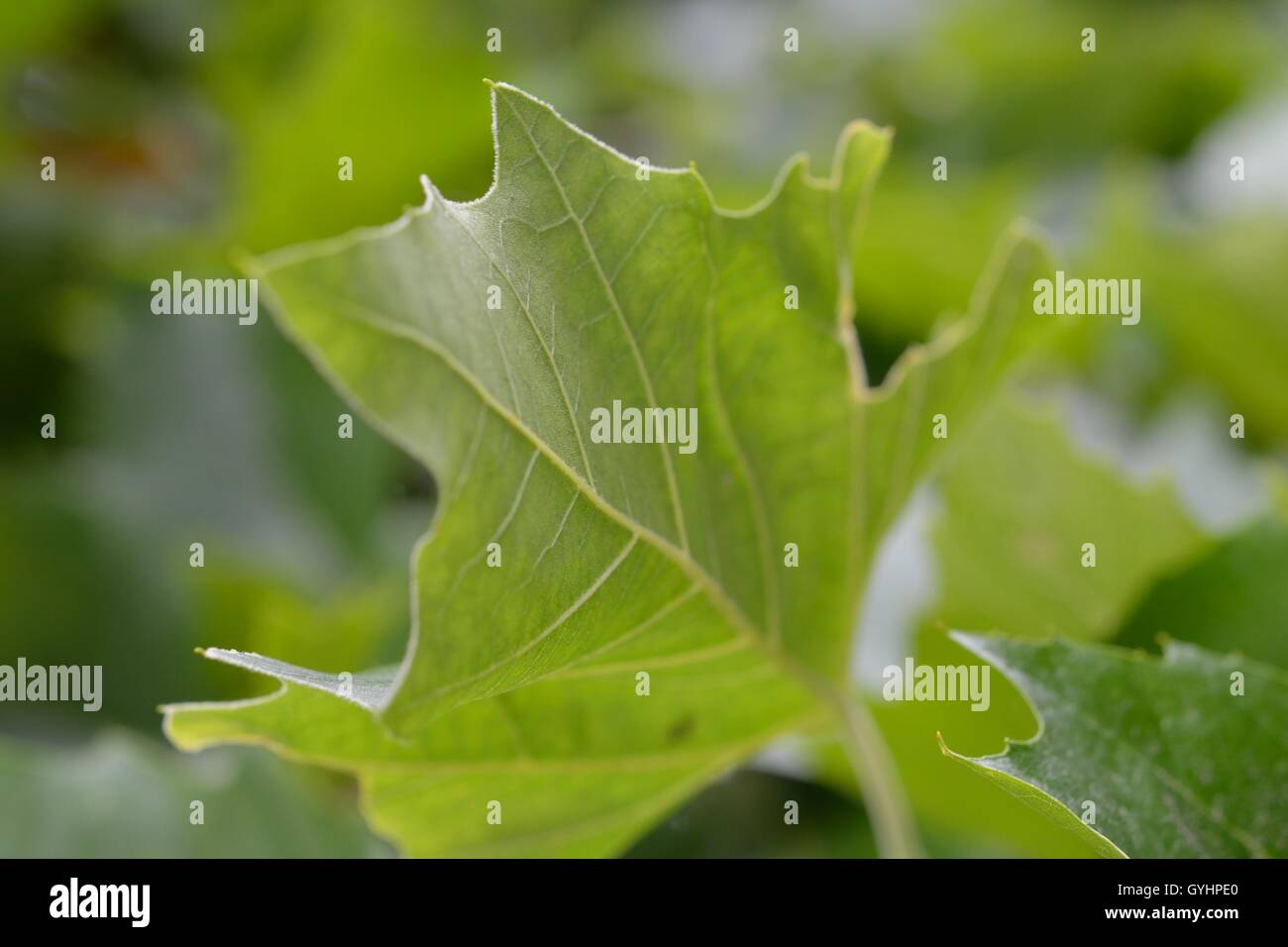Leaves in summer time Stock Photo - Alamy