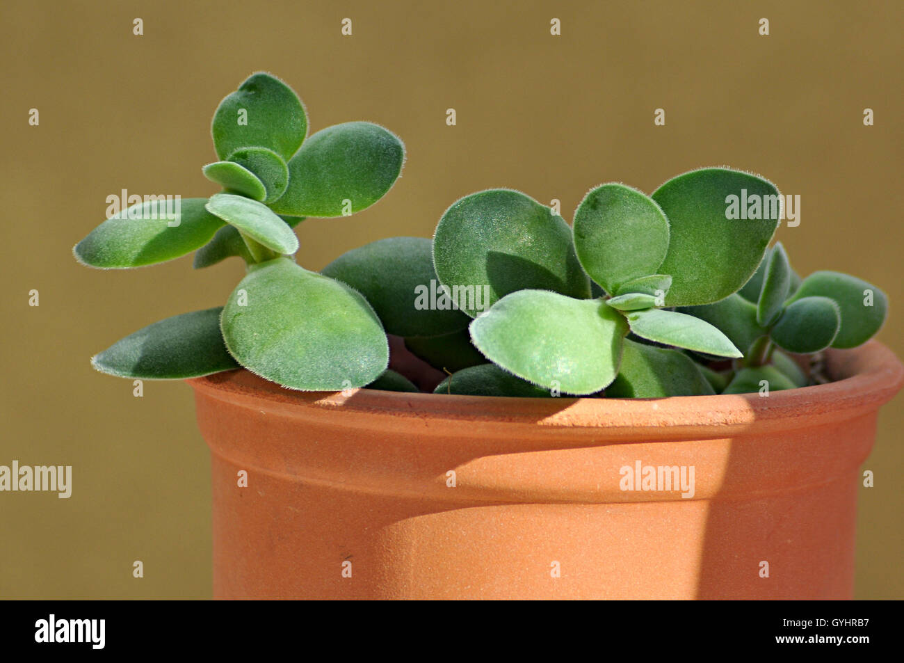 succulent plant on clay pot Stock Photo - Alamy