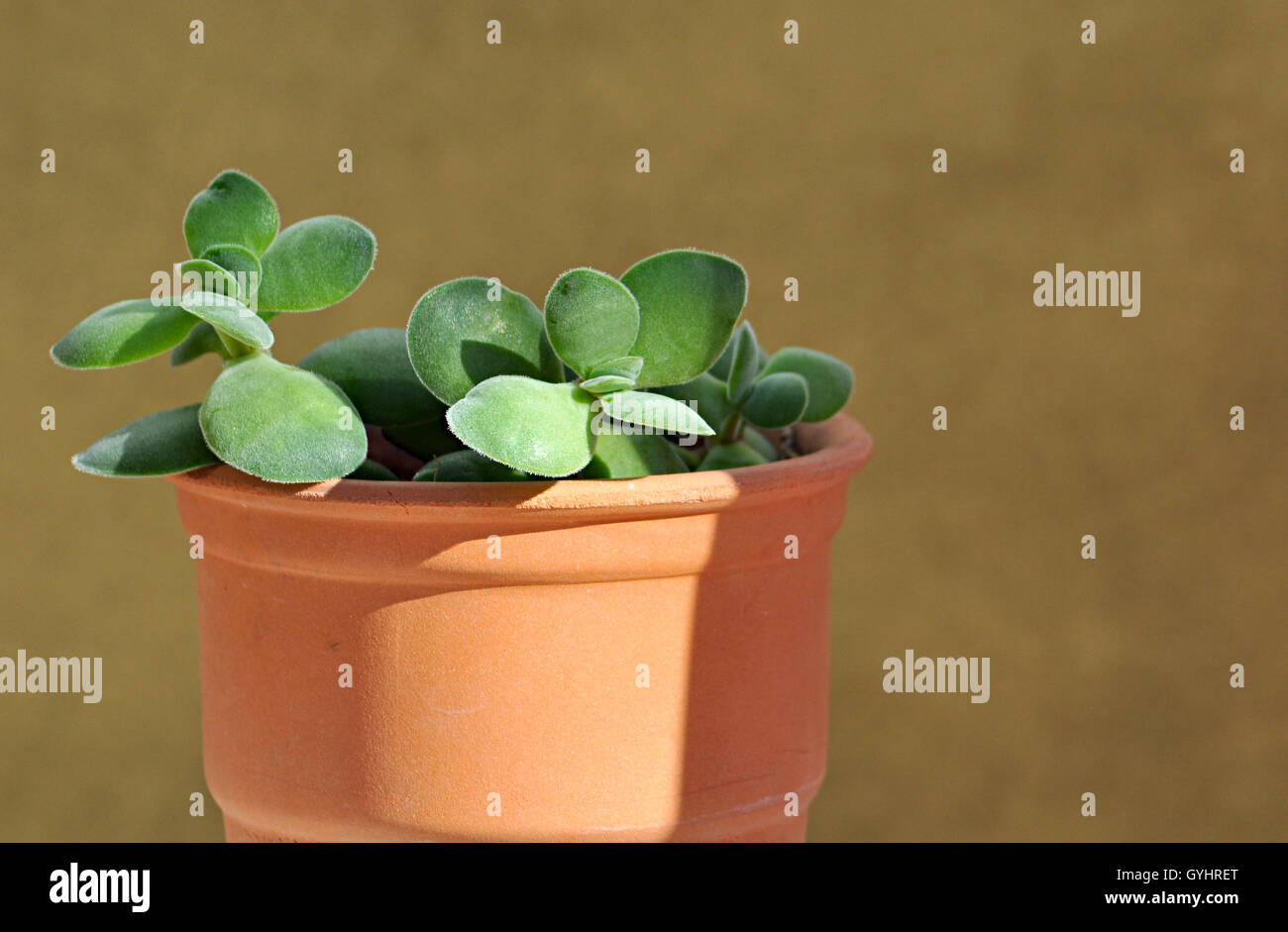 succulent plant on clay pot Stock Photo - Alamy