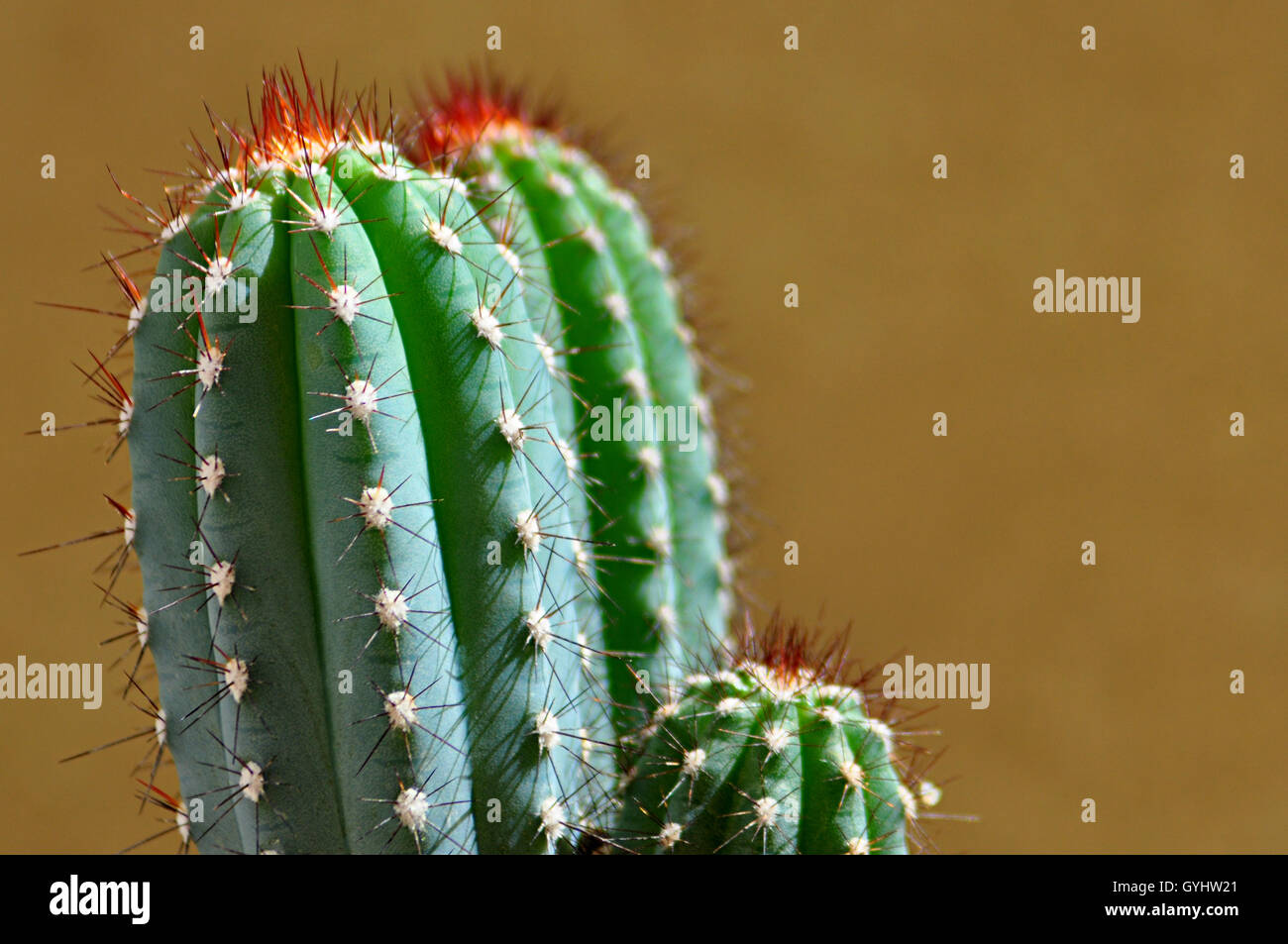 cactus on pot Stock Photo - Alamy