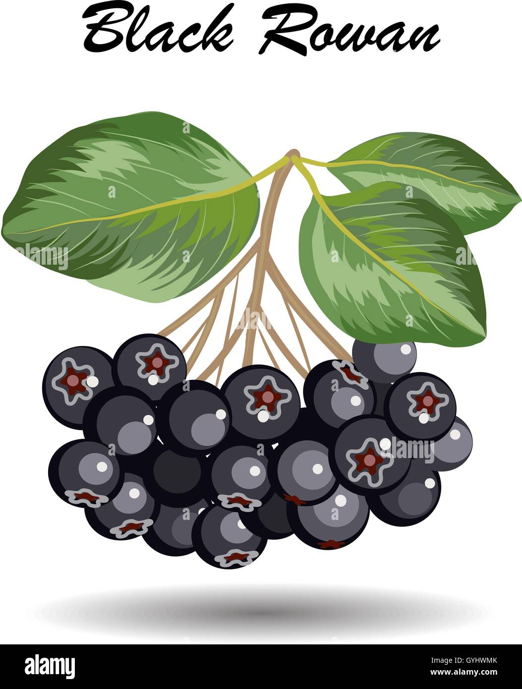 Ripe rowan berries on green Stock Vector Images - Alamy