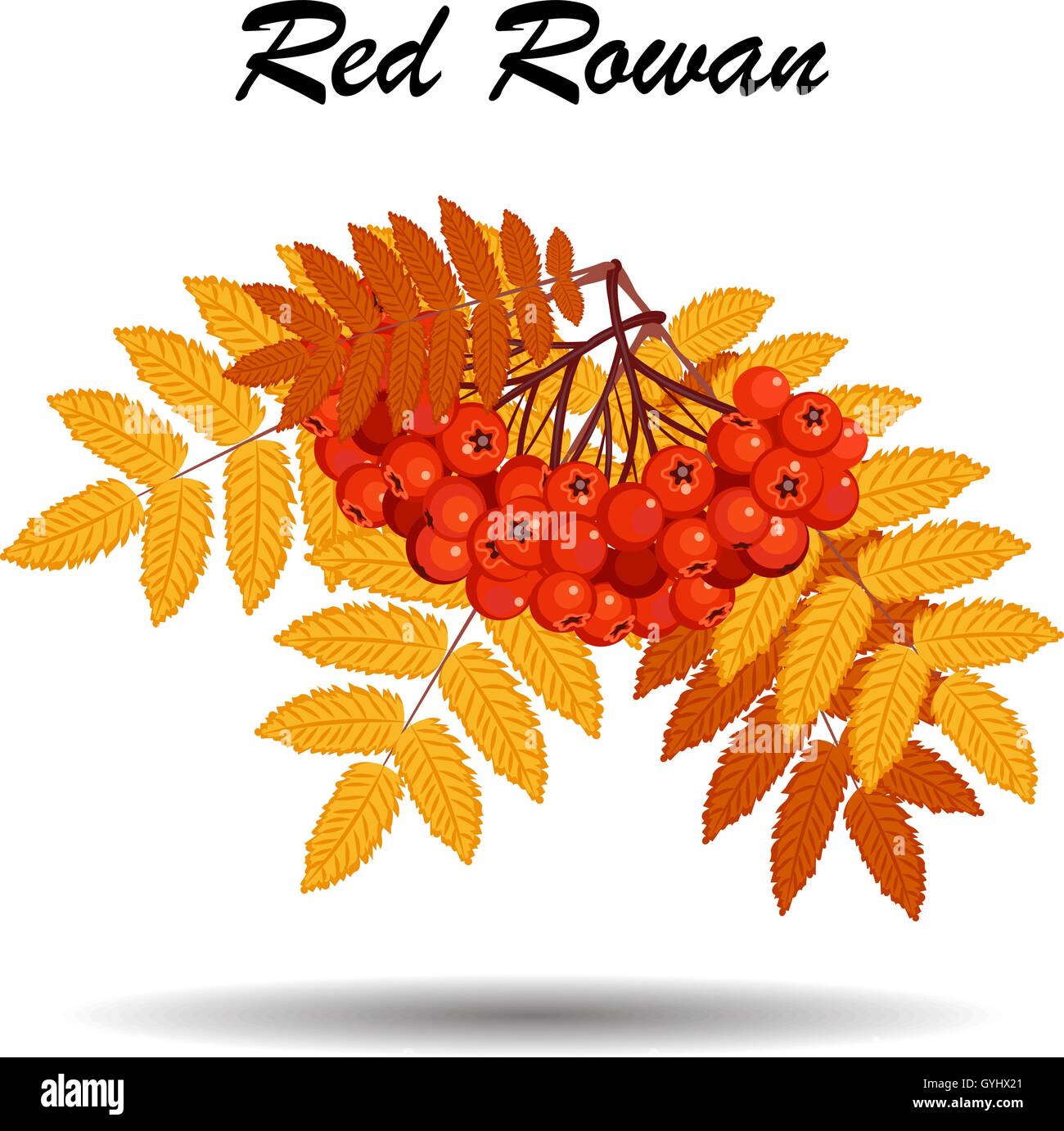 Bright red bunch berries Stock Vector Images - Alamy