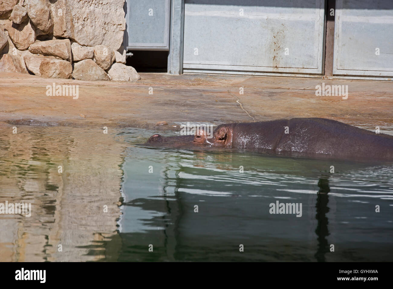 Hippo breed zoo hi-res stock photography and images - Alamy