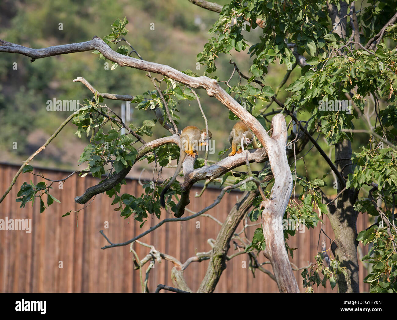 Monkeys in Prague Zoo Czech Republic which is the fourth largest in the ...