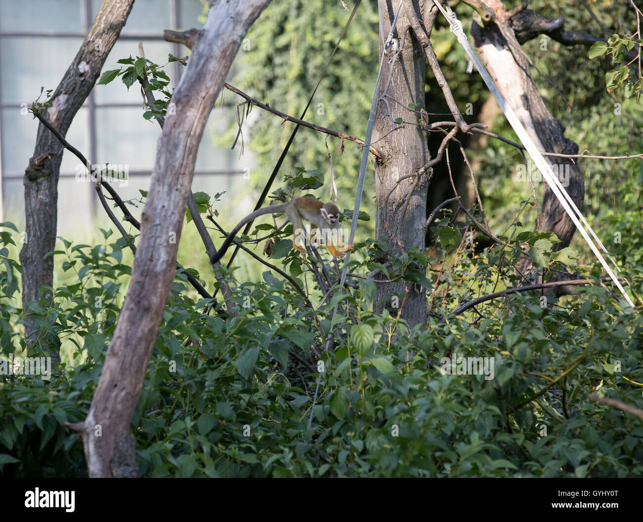 Monkeys in Prague Zoo Czech Republic which is the fourth largest in the ...