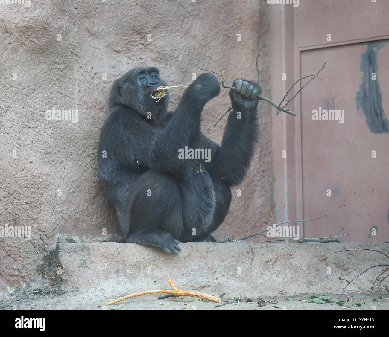 Silverback Gorilla in Prague Zoo Czech Republic which is the fourth ...