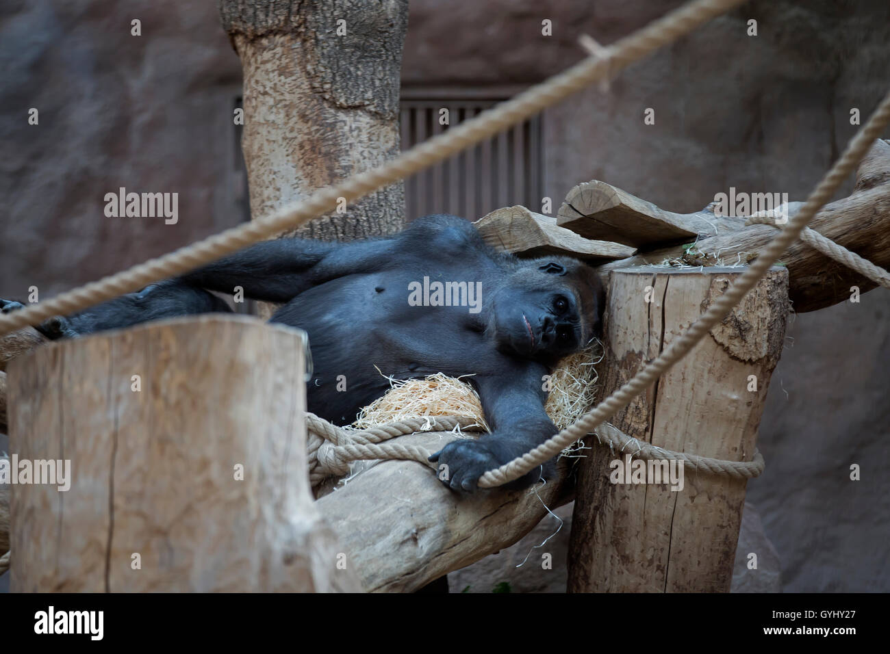 Silverback Gorilla in Prague Zoo Czech Republic which is the fourth ...