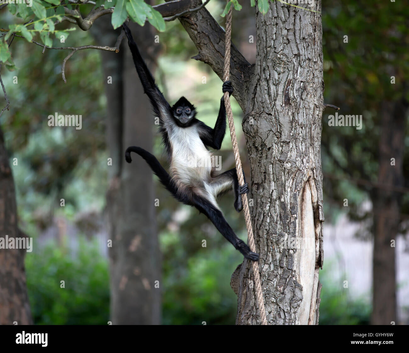 Spider Monkey in Prague Zoo Czech Republic which is the fourth largest ...