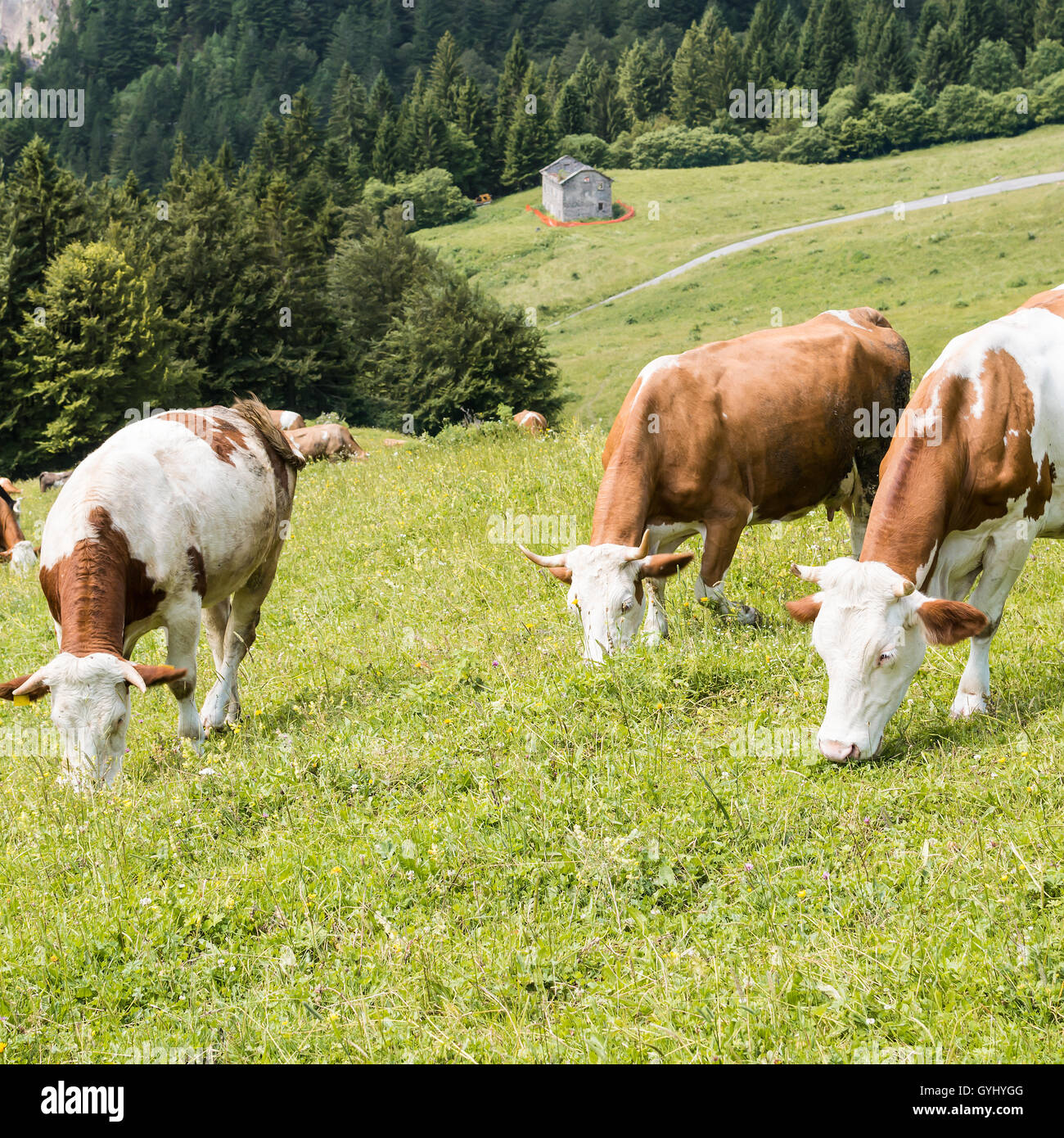 Grazing cows mountains hi-res stock photography and images - Alamy
