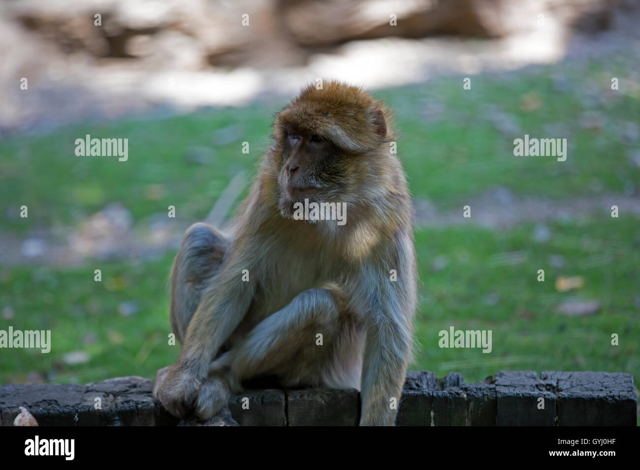 Barbary ape in Prague Zoo Czech Republic which is the fourth largest in ...