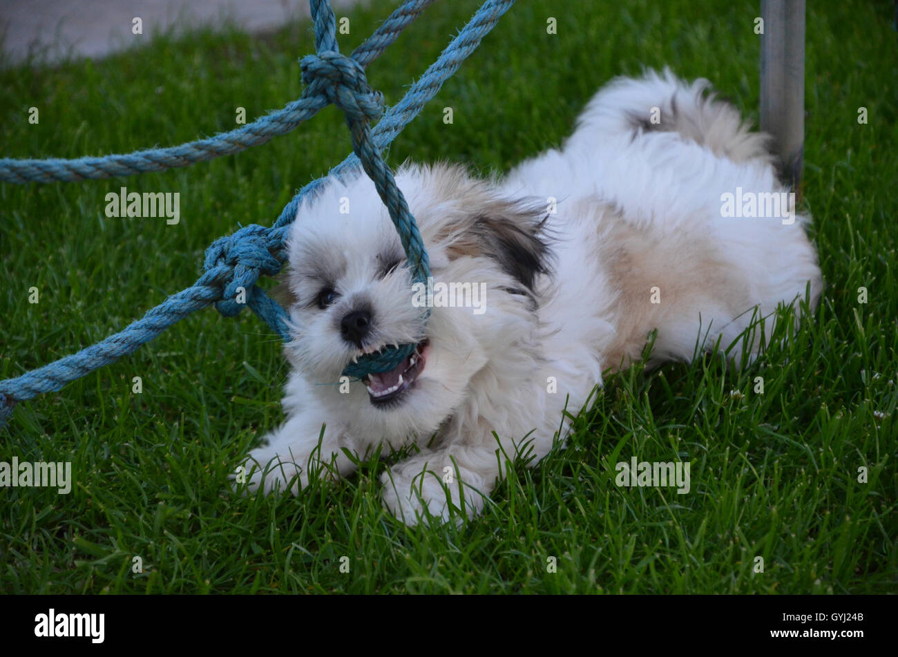 Portrush , Northern Ireland - May 28th, 2013 :- Pebbles bites rope from ...