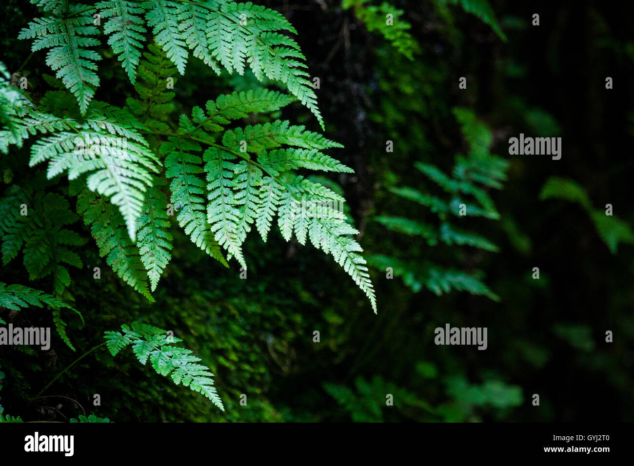 Bright green fern in an ancient English woodland Stock Photo - Alamy