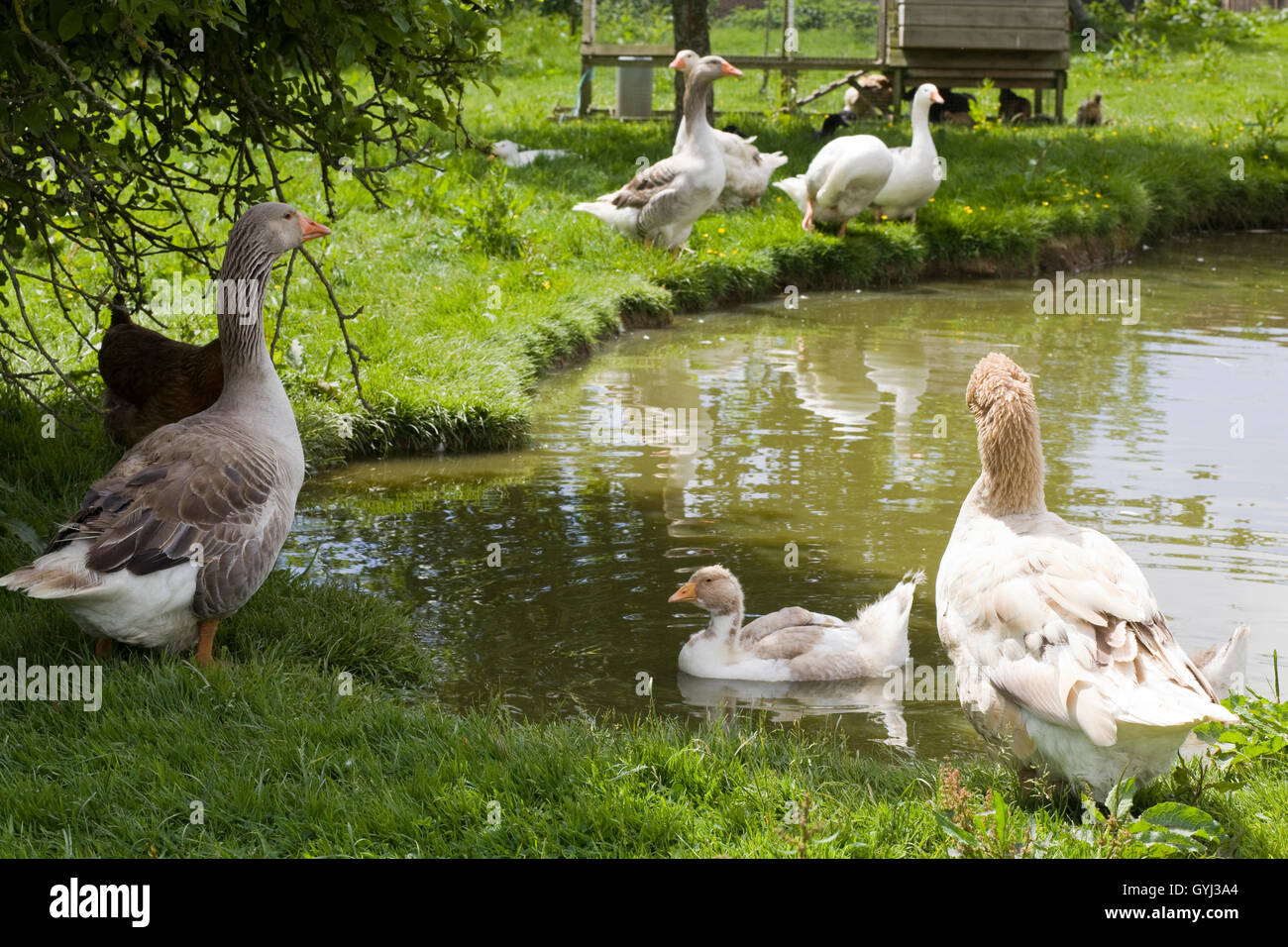 Greylag Geese and young by a pond in the countryside Stock Photo - Alamy