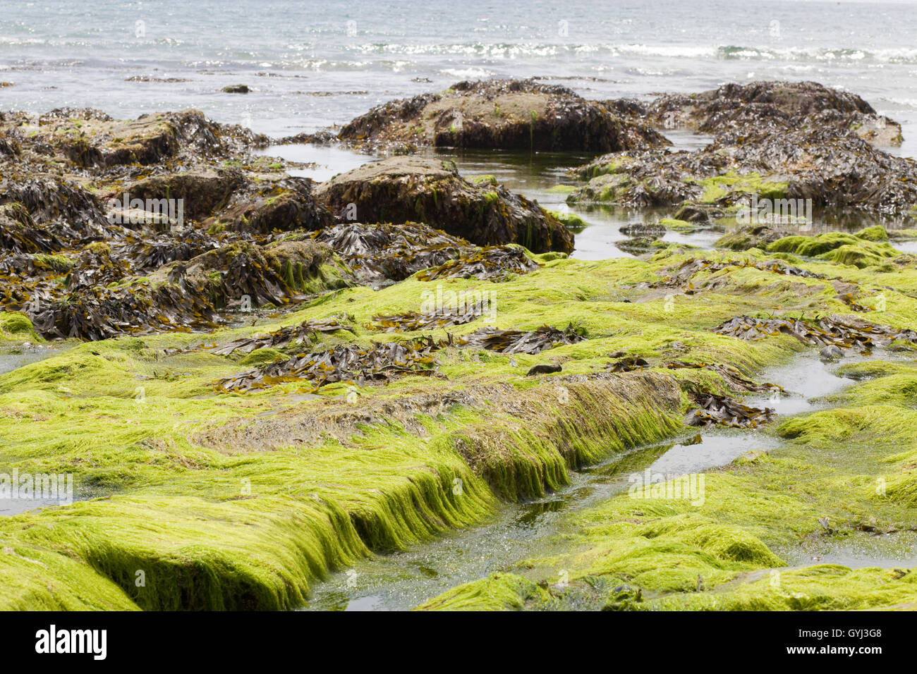 Green algae sea wall hi-res stock photography and images - Alamy