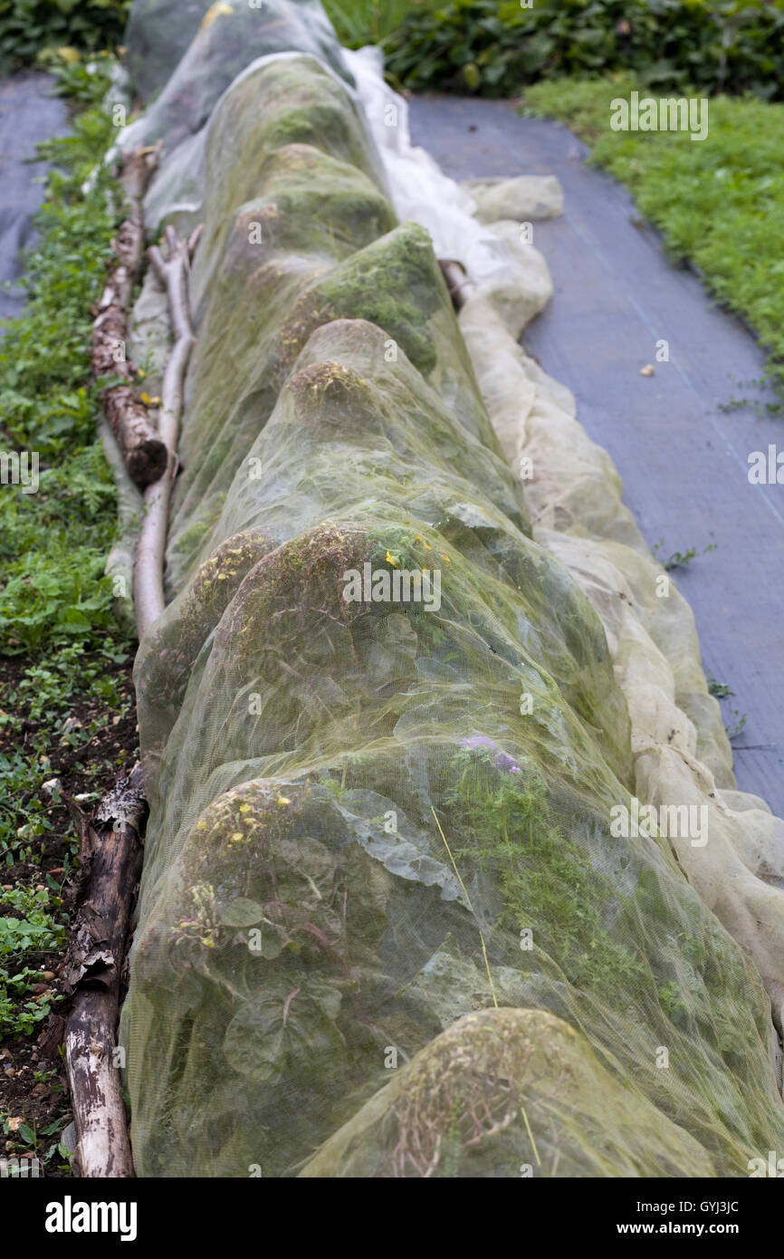 Allotment netting hi-res stock photography and images - Alamy