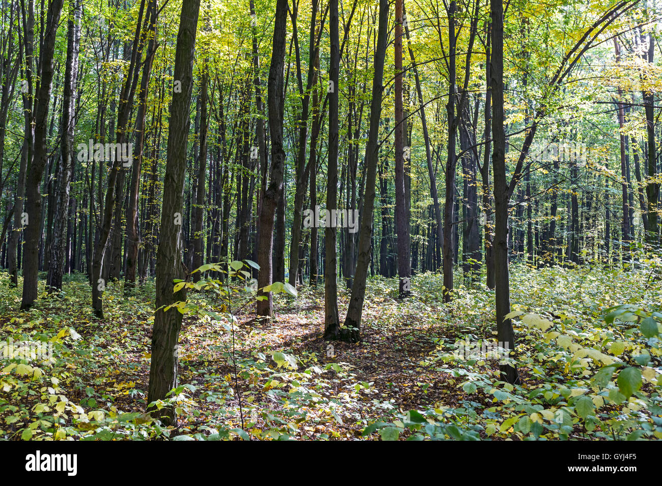 Autumnal landscape with deciduous beech trees in forest Stock Photo - Alamy