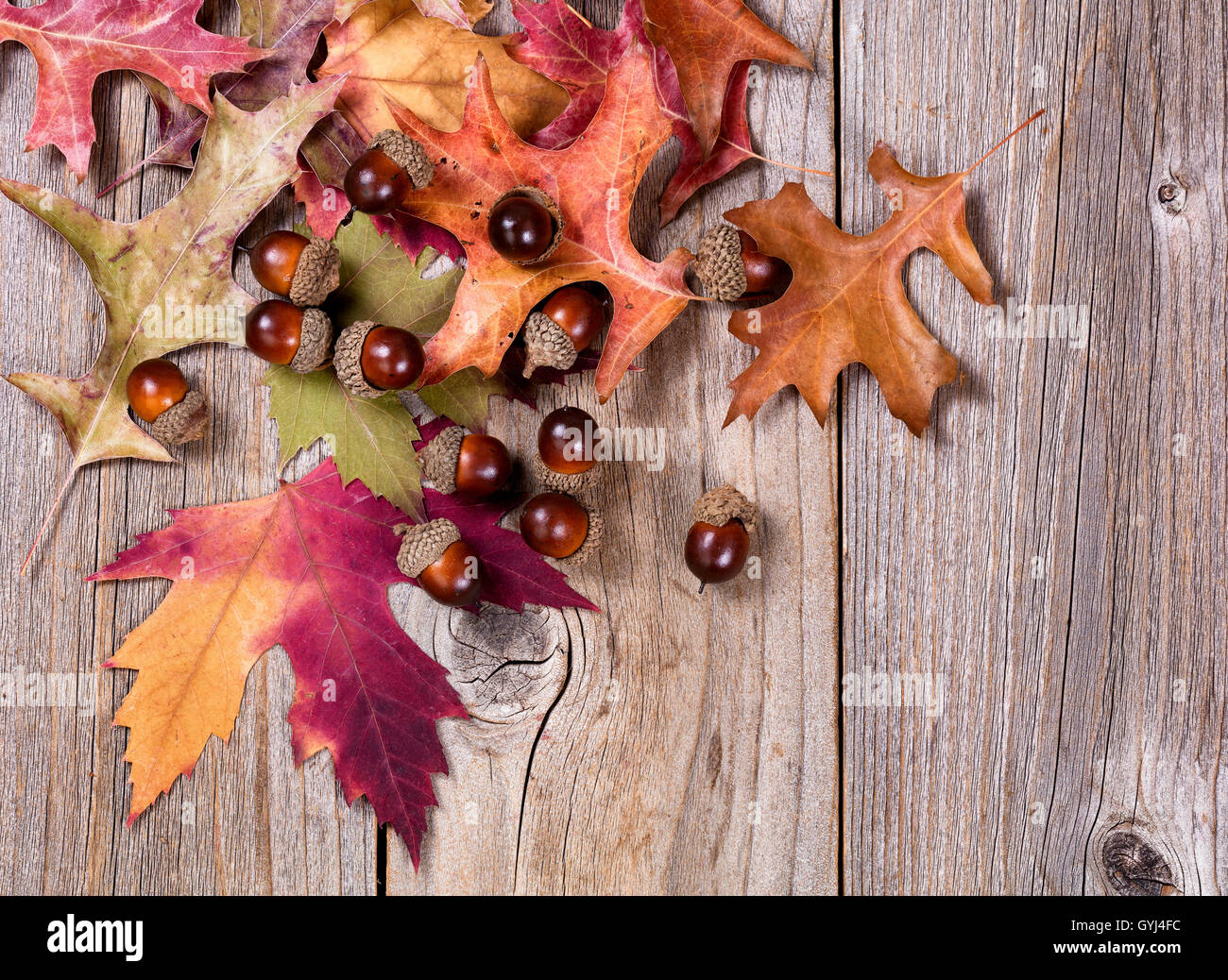 Overhead view of seasonal autumn leaves and acorns on rustic wooden ...