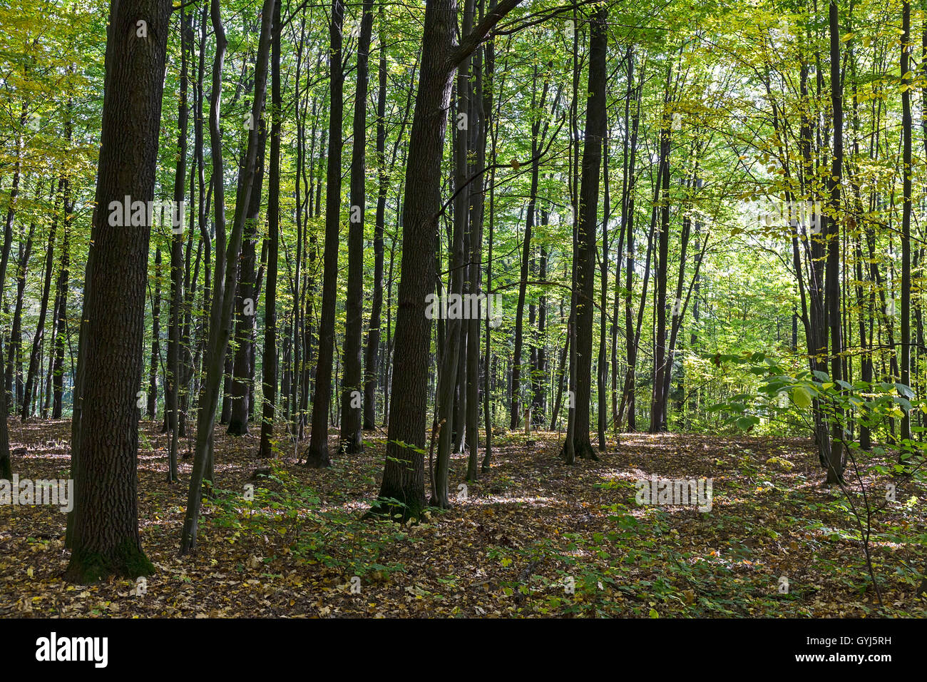 Autumnal landscape with deciduous beech trees in forest Stock Photo - Alamy