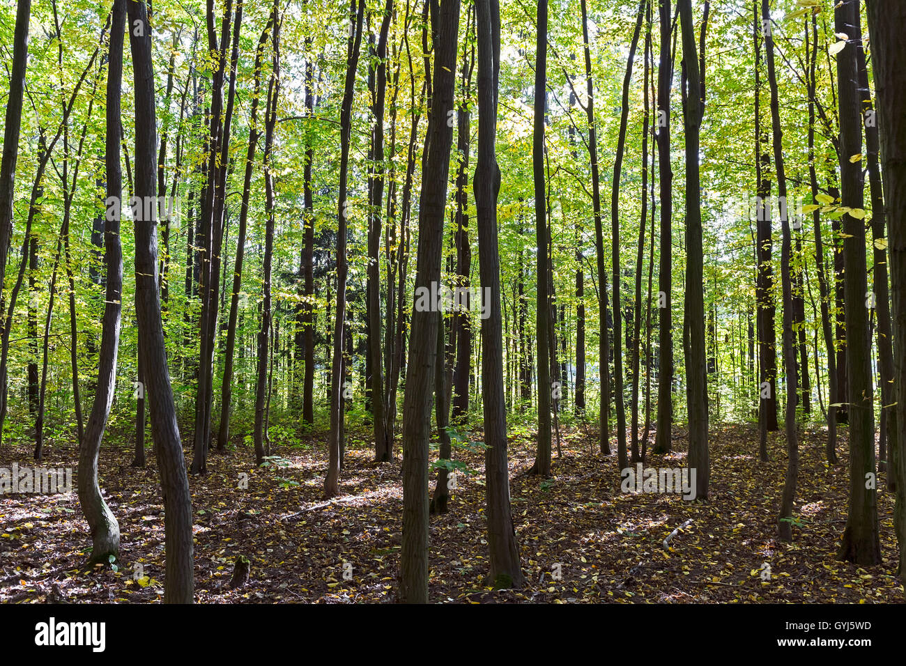 Autumnal landscape with deciduous beech trees in forest Stock Photo - Alamy