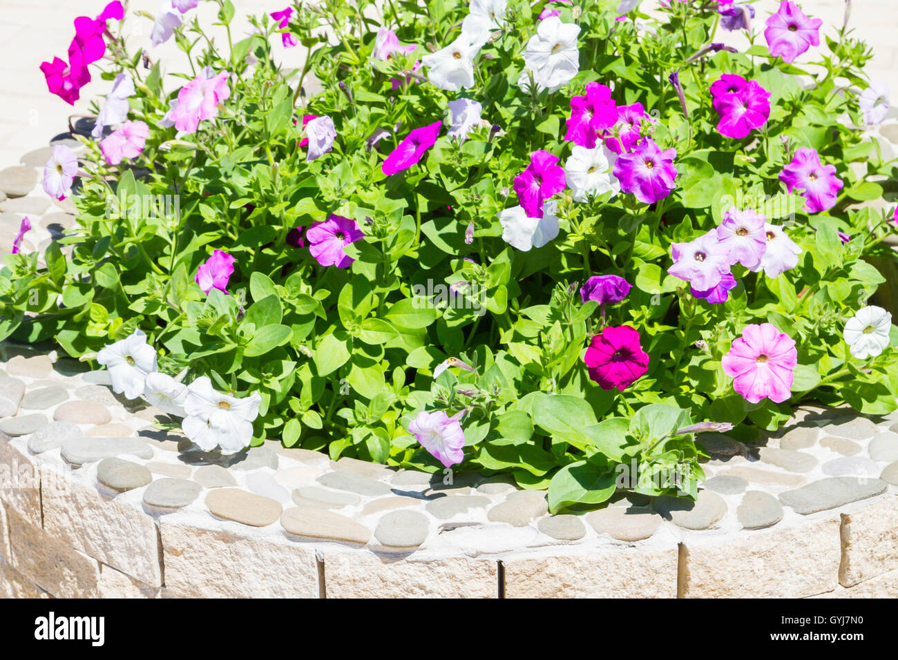 Flowerbed made of bricks in the street with bright colors Stock Photo ...