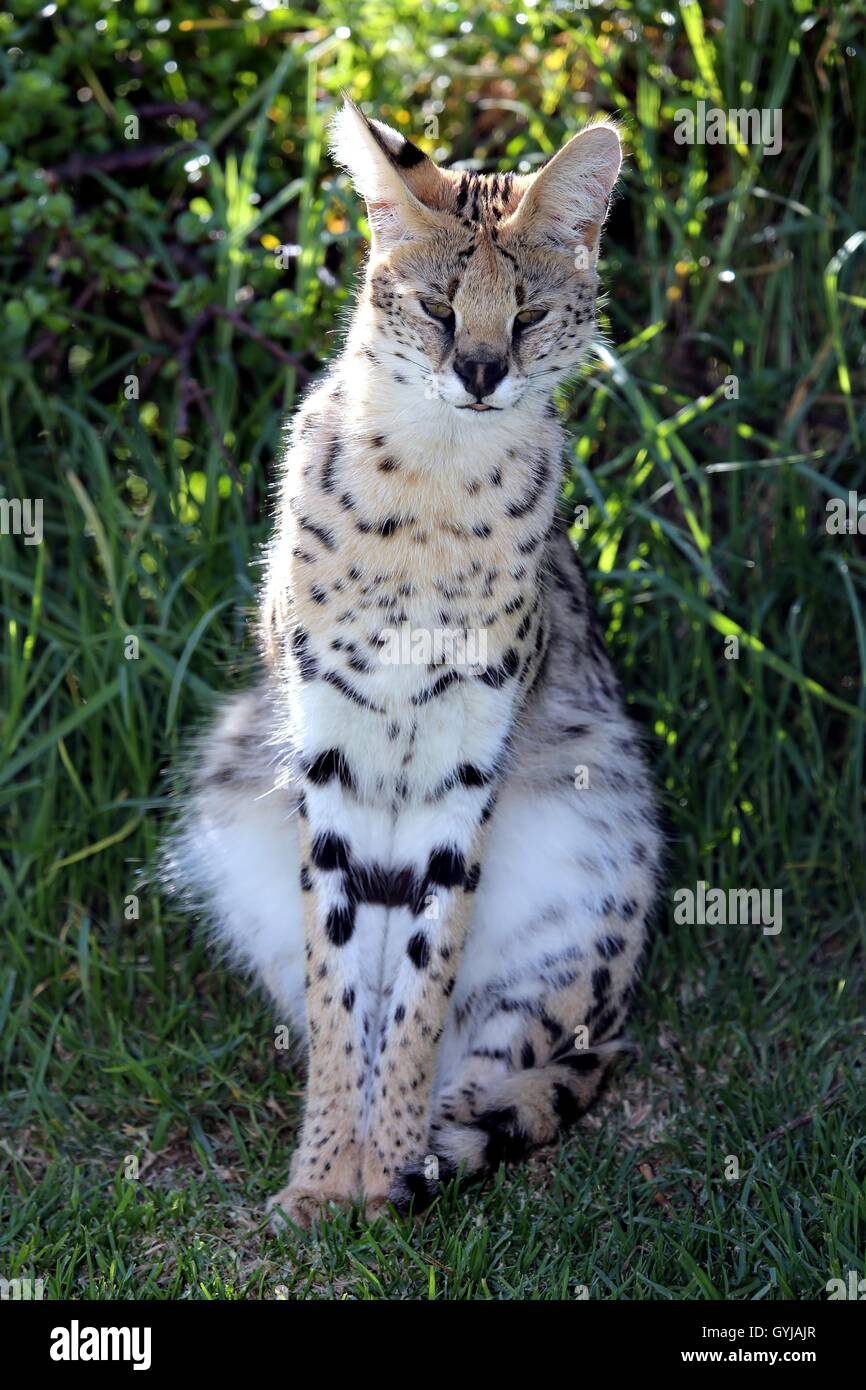 Beautiful serval wild cat hi-res stock photography and images - Alamy